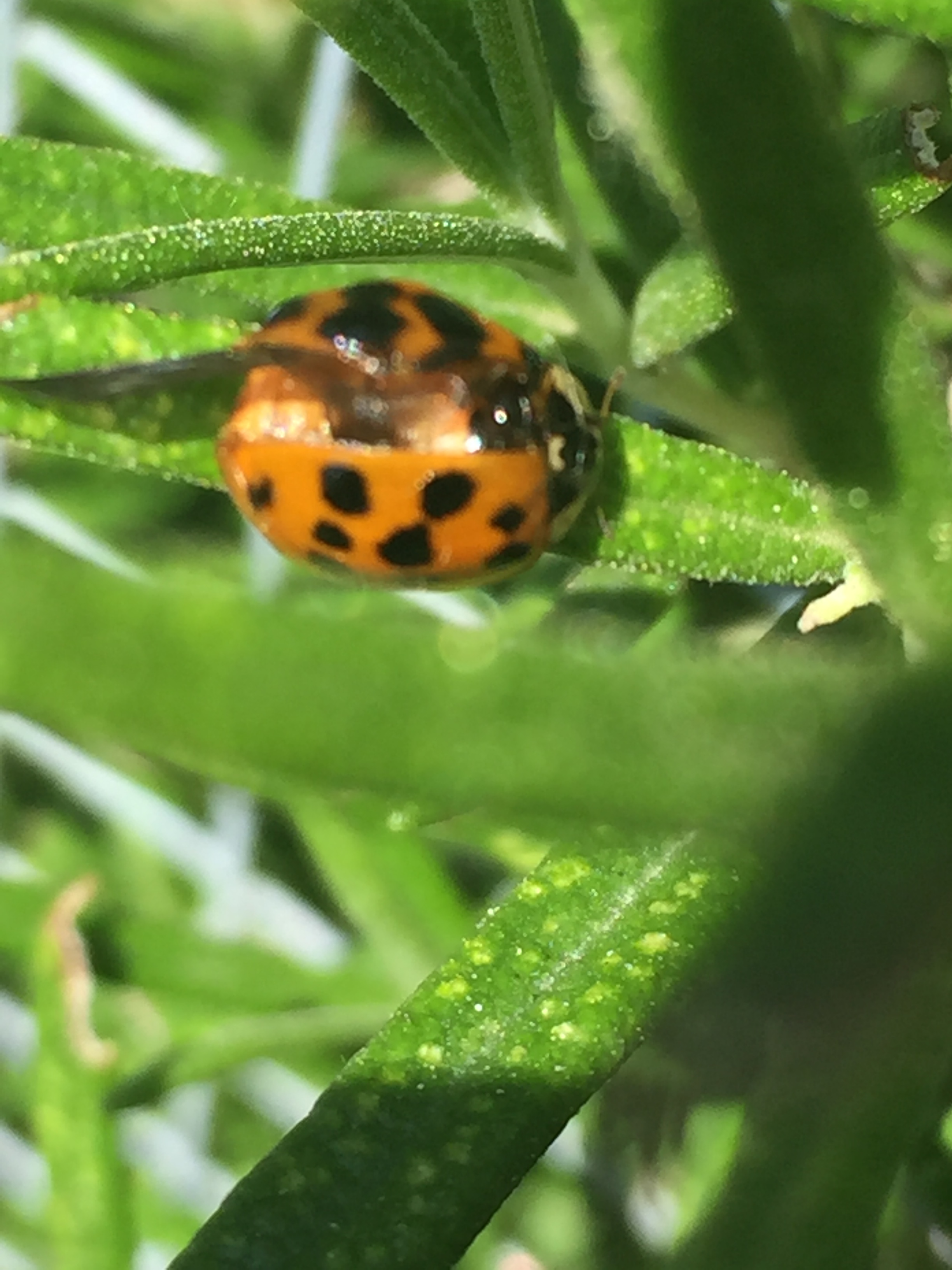 Ladybug ️ – Travel With The Wolf